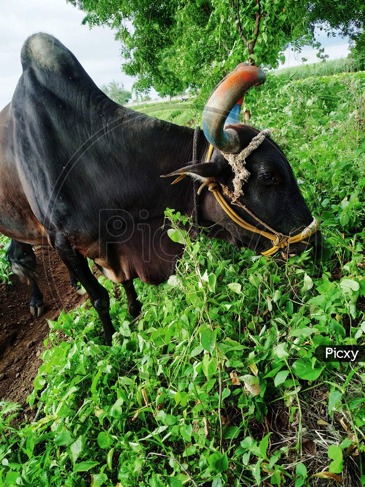 Image of OX EATING GRASS-PZ988879-Picxy