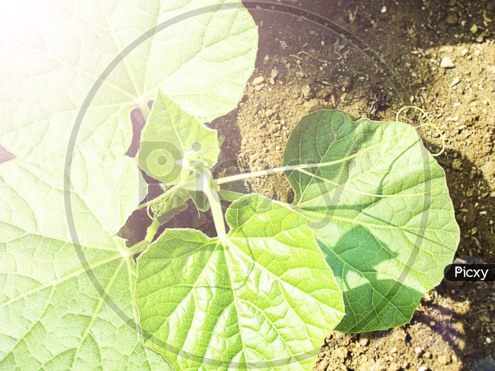 Image of Gourd Leaves Arranged Naturally.-AG959791-Picxy