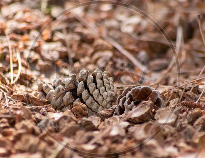 Image of Organic background with shredded peach seeds as organic ...