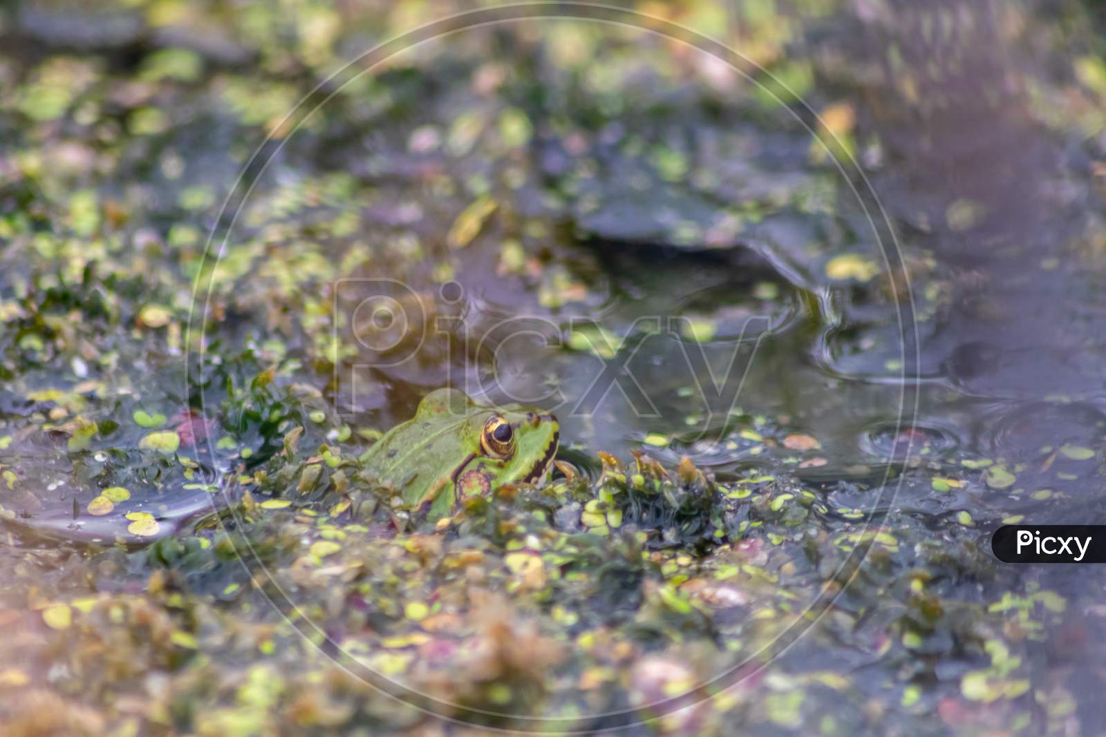Image of Big green frog lurking in a pond for insects like bees and ...