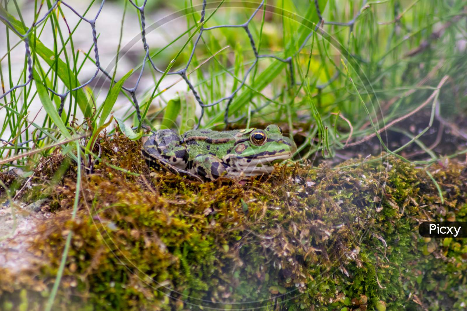 Image of Big green frog lurking in a pond for insects like bees and ...