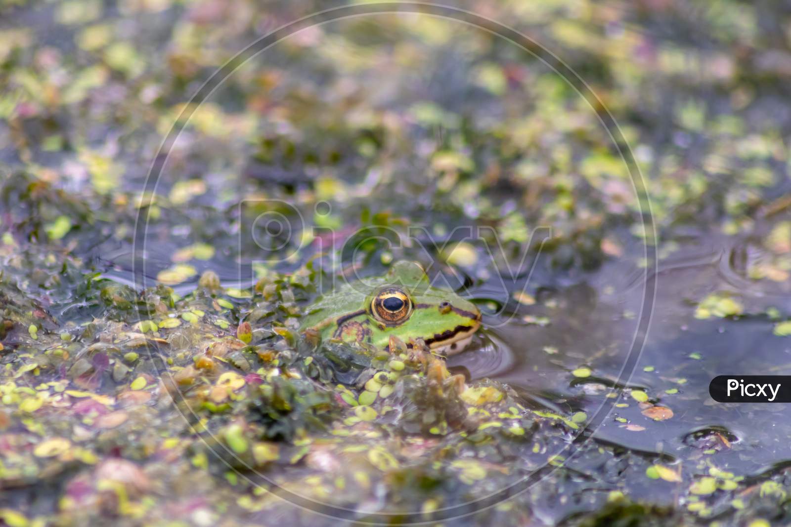 Image of Big green frog lurking in a pond for insects like bees and ...