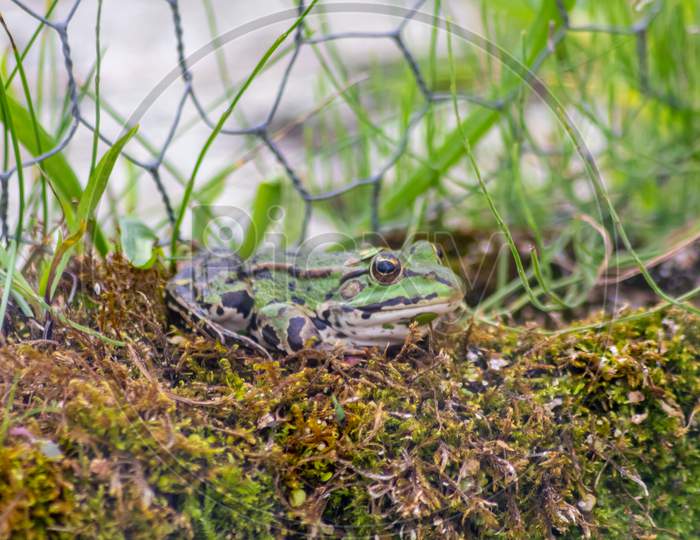 Image of Big green frog lurking in a pond for insects like bees and ...