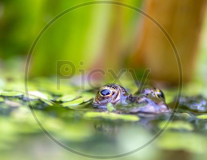 Image of Big green frog lurking in a pond for insects like bees and ...