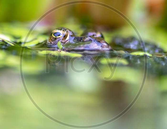 Image of Big green frog lurking in a pond for insects like bees and ...