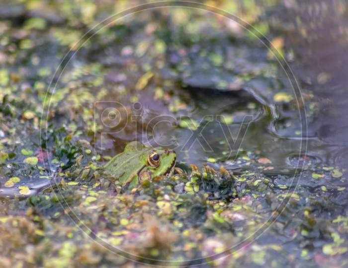Image of Big green frog lurking in a pond for insects like bees and ...