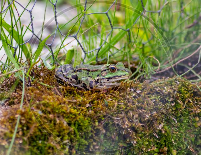 Image of Big green frog lurking in a pond for insects like bees and ...