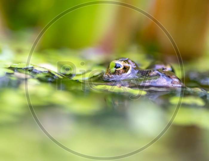 Image of Big green frog lurking in a pond for insects like bees and ...