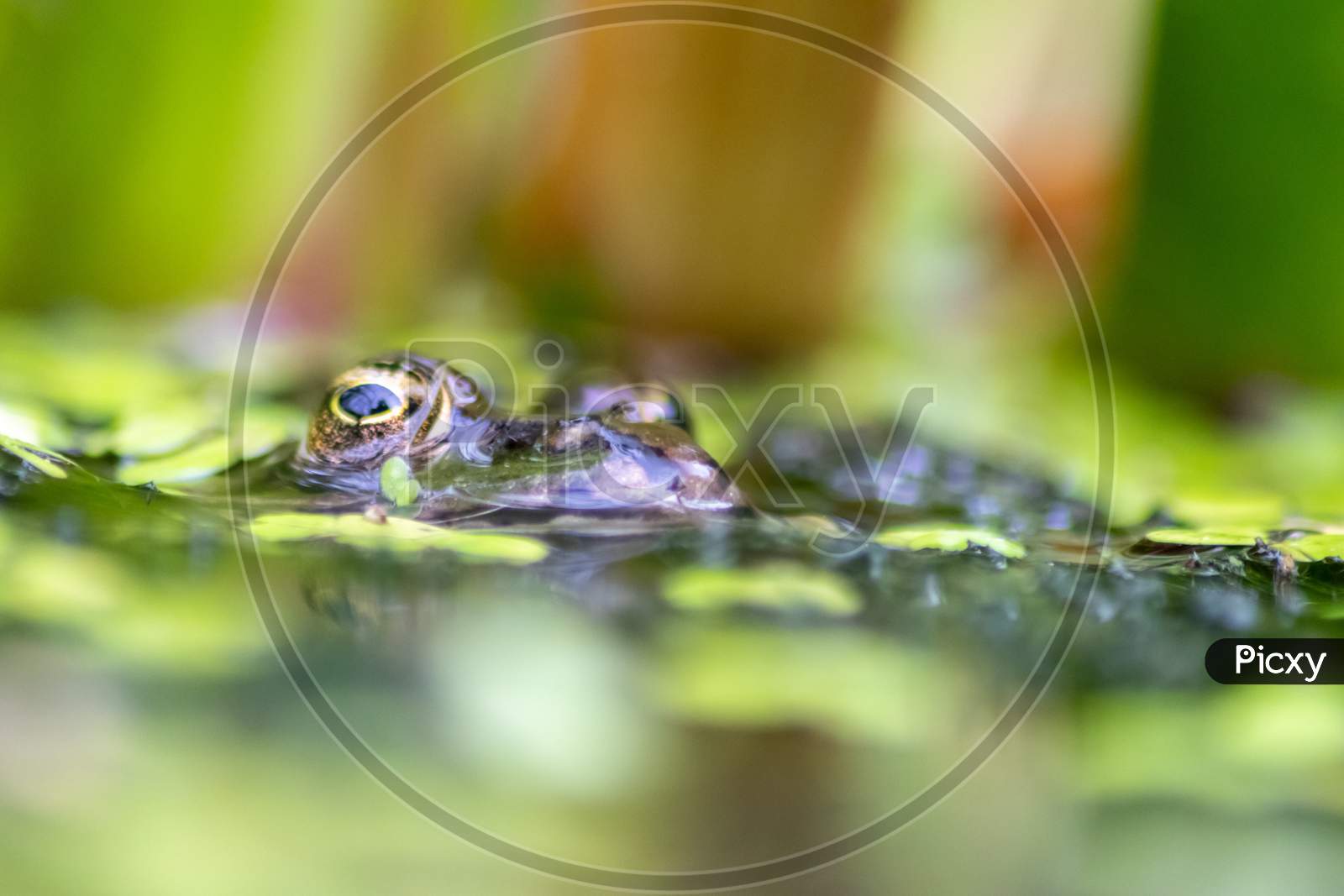 Image of Big green frog lurking in a pond for insects like bees and ...