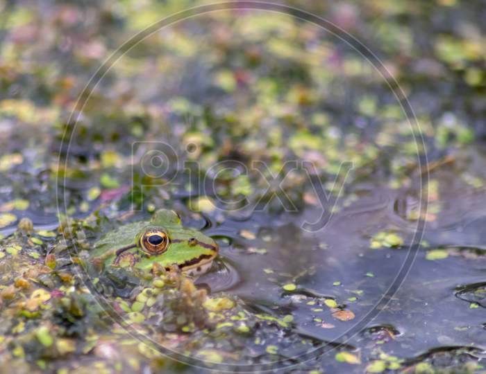 Image of Big green frog lurking in a pond for insects like bees and ...
