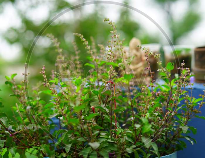 Image of Tulsi Or Ocimum Tenuiflorum Sanctum Plant. Many Branched ...