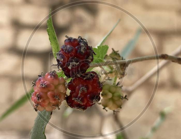 Image of Fully rippend mulberry .. with a unique taste-UB389162-Picxy