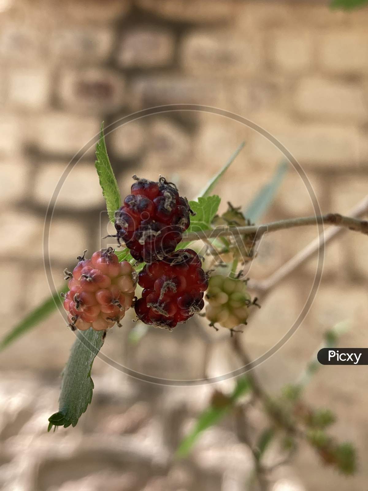 Image of Fully rippend mulberry .. with a unique taste-UB389162-Picxy