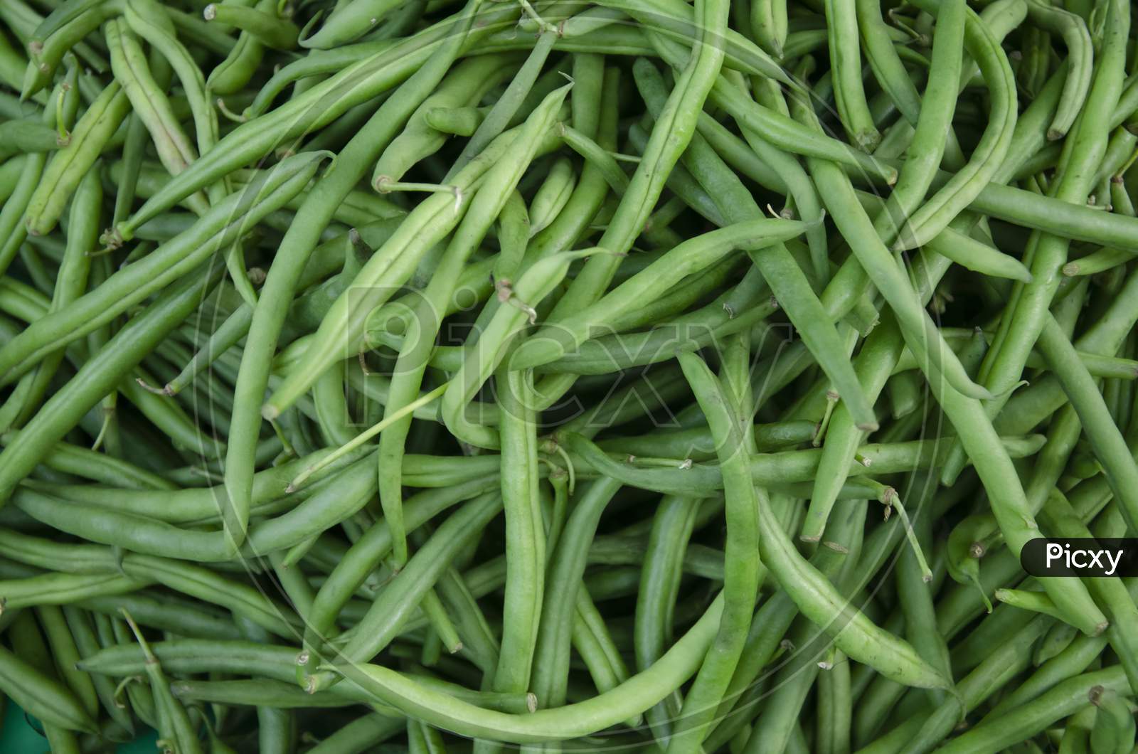 Image of Fresh green beens vegetable in large quantity. Also uses for ...