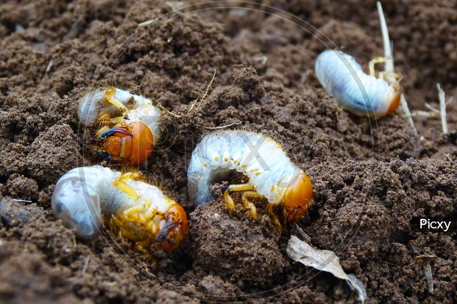 Image of white grubs burrowing into the soil.-JM989240-Picxy