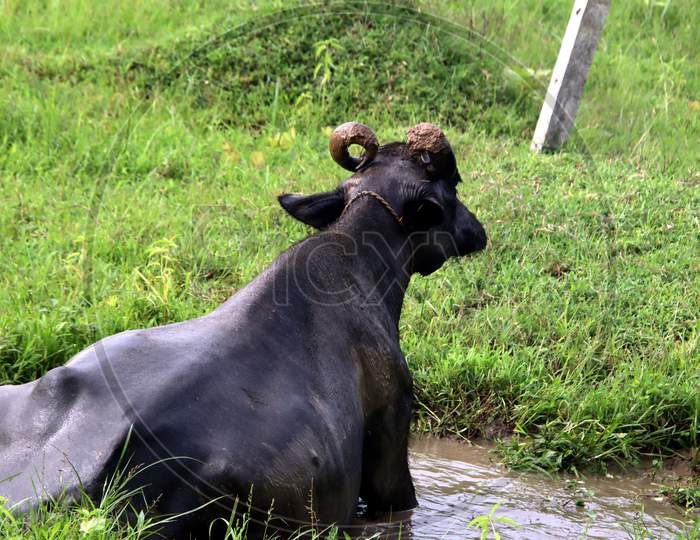 Image of black buffalo sitting under water-PO775716-Picxy