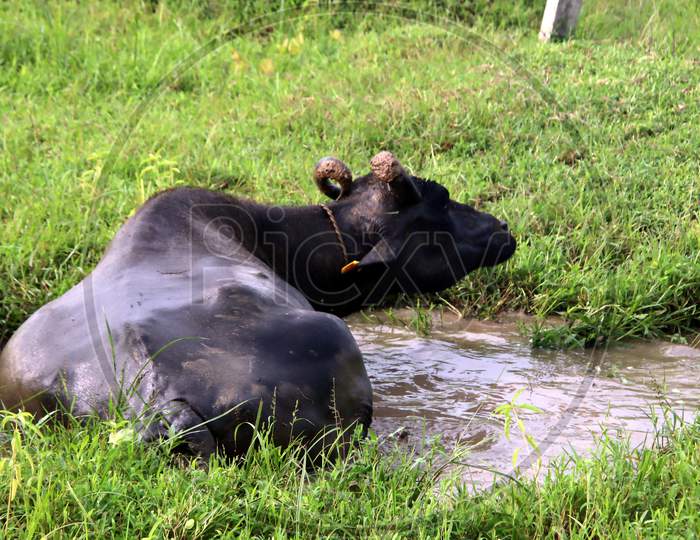 Image of black buffalo sitting under water-PO775716-Picxy