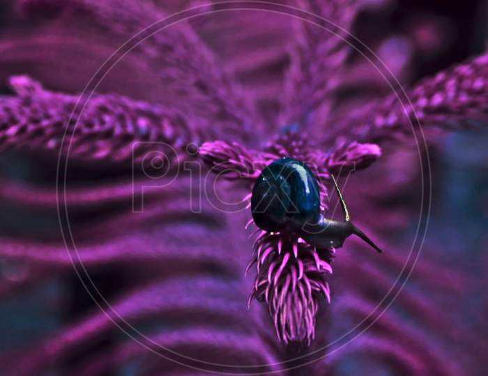 Image of Leech Insect Climbing On Purple Thorns Leaves With Blur Nature ...