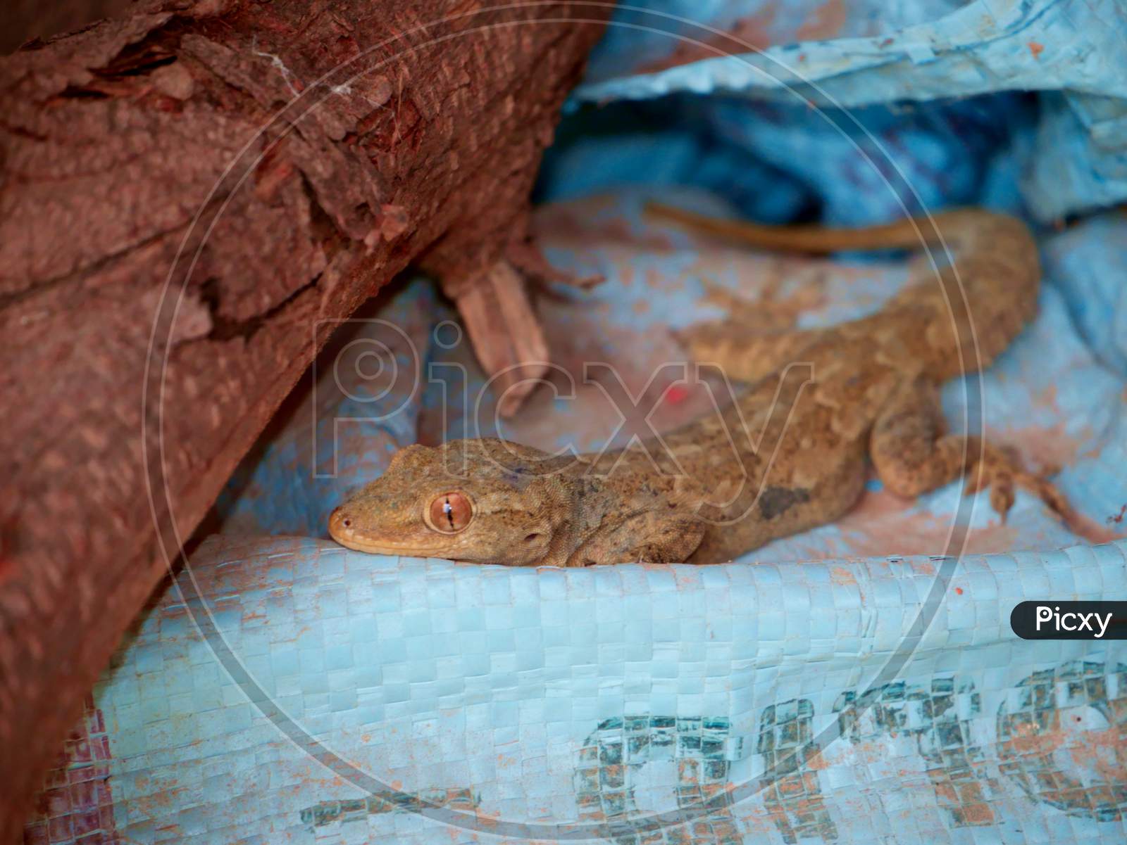 Image of Indian Lizard Presented On Blue Sack Near Wood Stick Closeup ...