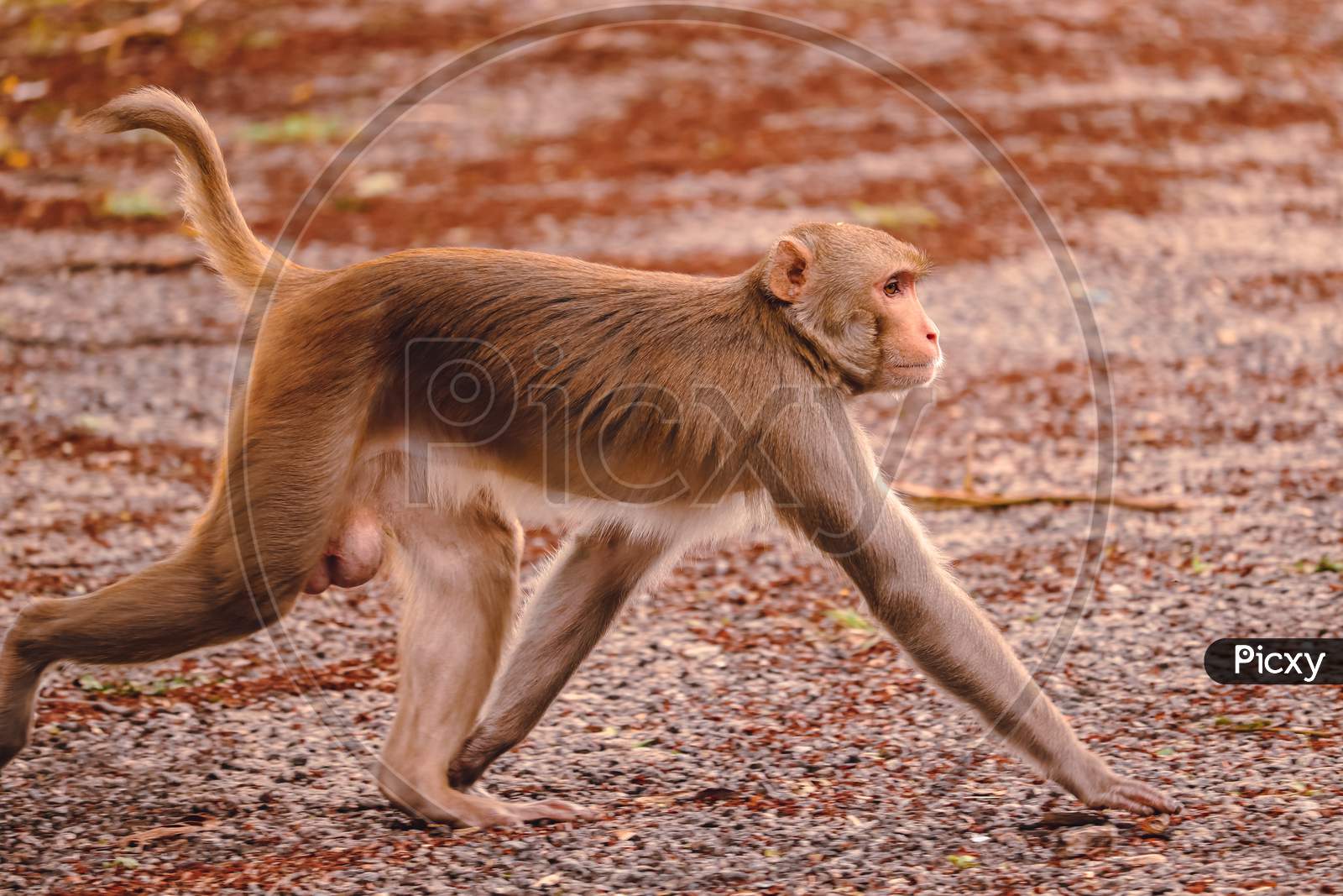 Image of Monkey walking on the ground , Rhesus macaque monkey-WT848709 ...