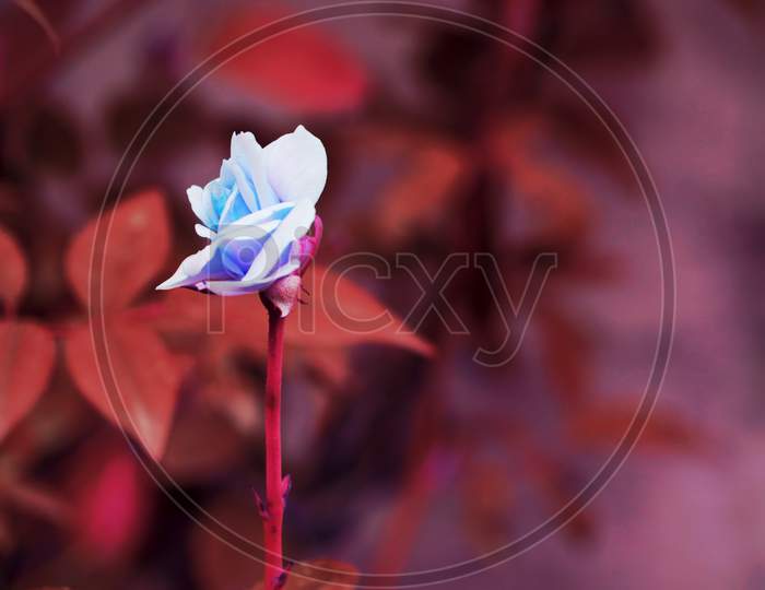 Image of Blueish Rose Flower Isolated On Blur Leaves Background ...