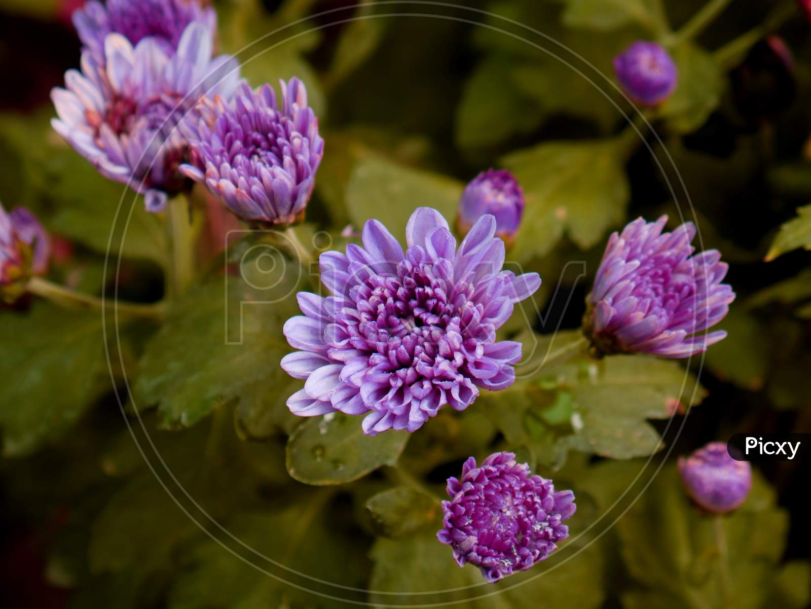 Image of Multiple Daisy Flowers Presented With Leaves At Asian Garden ...