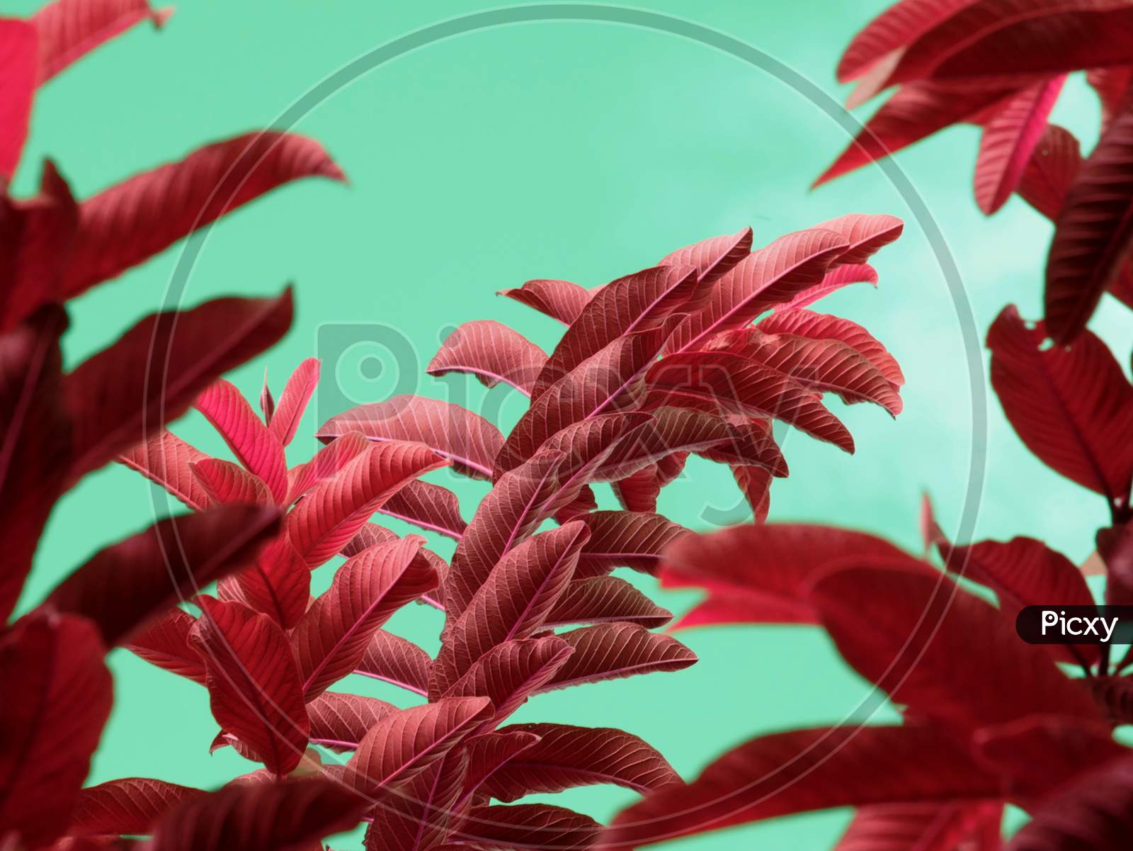 Image of Guava Tree Maroon Color Leaves Presented On Sky Background ...