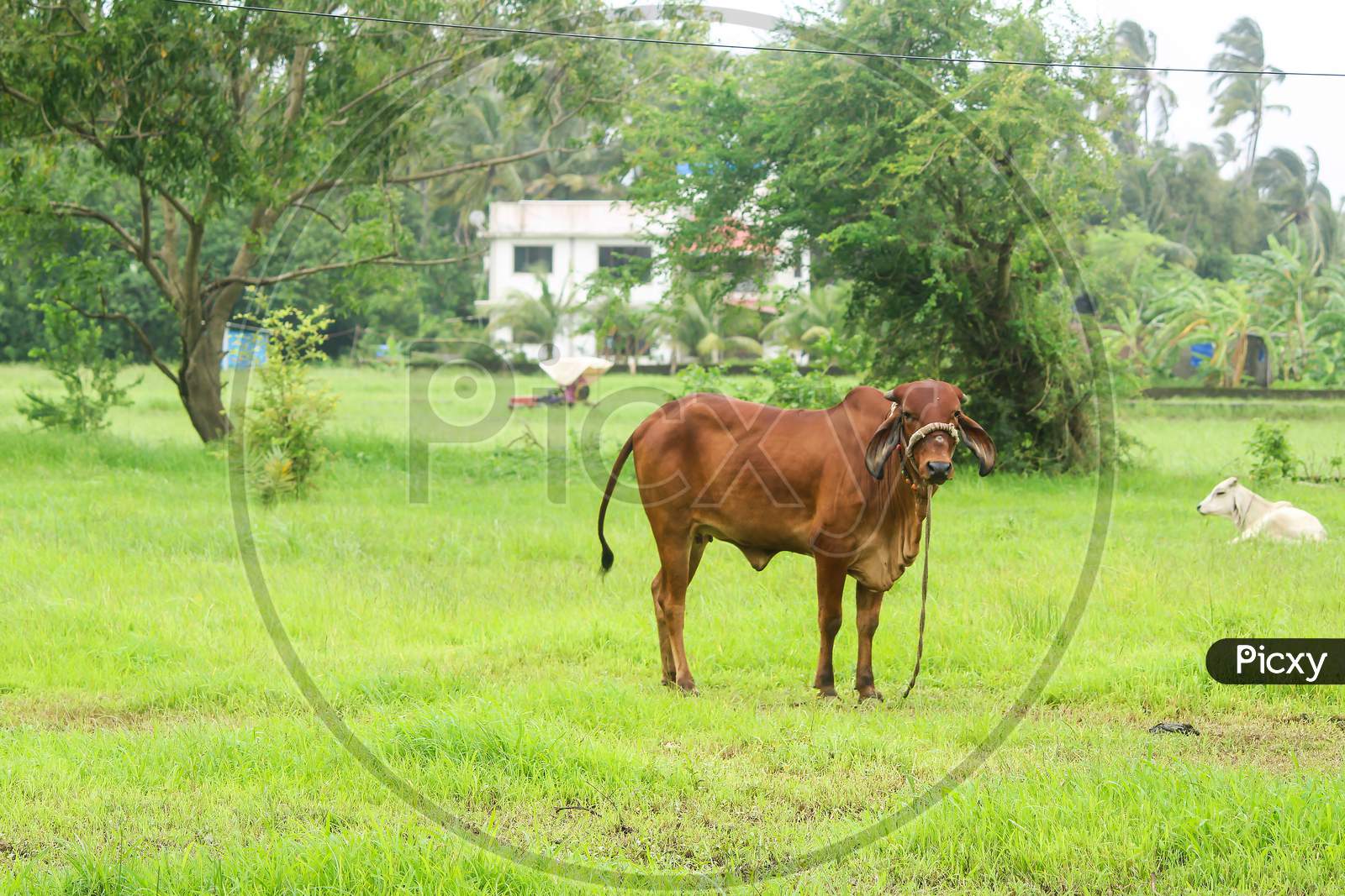 Image of Red Cow In A Grassy Field On A Bright And Sunny Day In The ...
