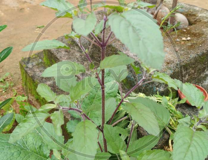 Image of tulsi ka paudha-CH574789-Picxy