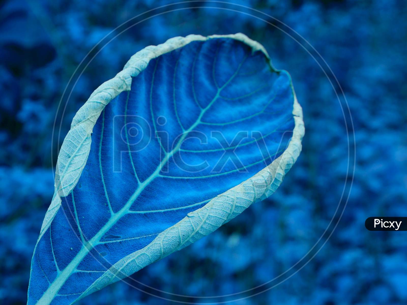 Image of Single Leaf In Blue Color Isolate Around Blur Leaves Field ...