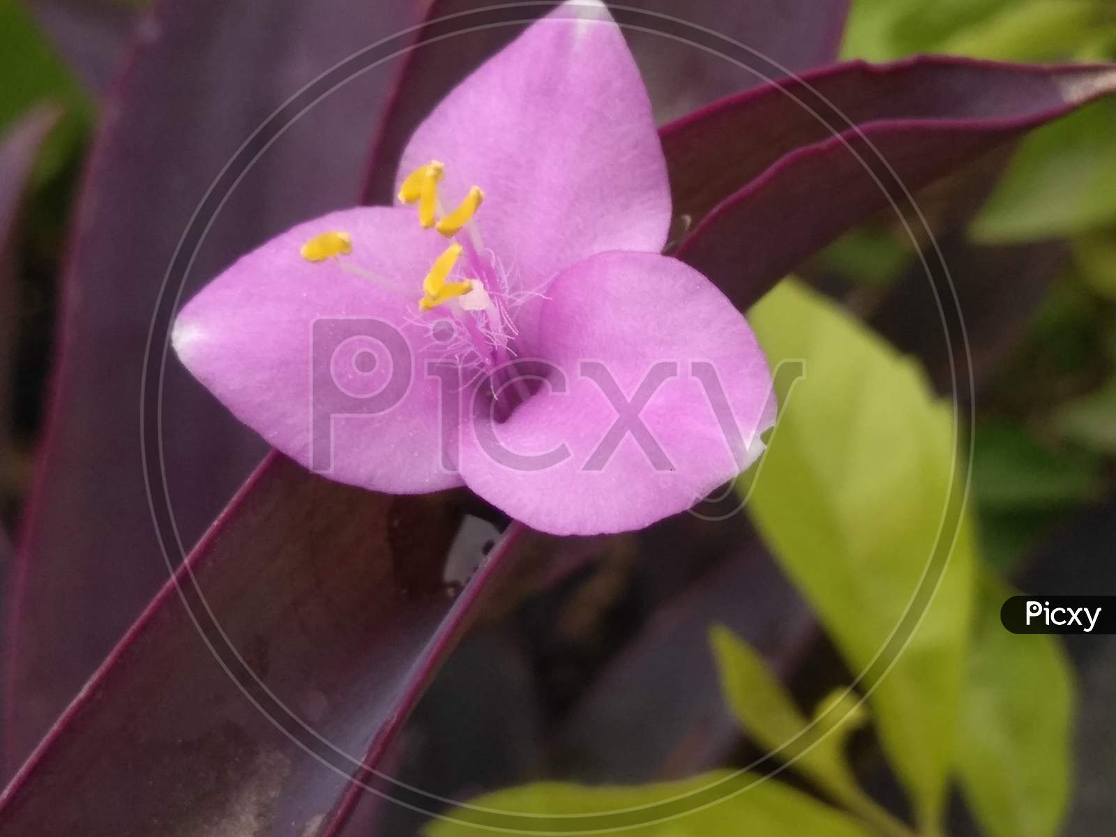 Image of Falwar-QP062081-Picxy