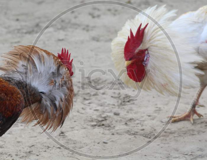 Image of Fighting till death-YU061493-Picxy