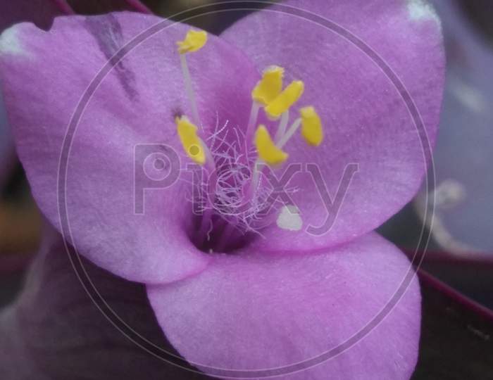 Image of Butiful falwar-YB659578-Picxy