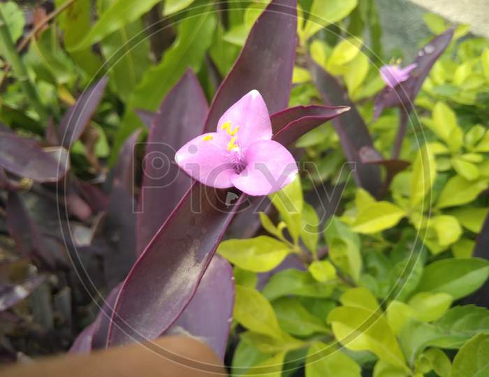 Image of Falwar-QP062081-Picxy