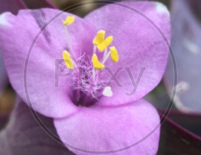 Image of Falwar-QP062081-Picxy