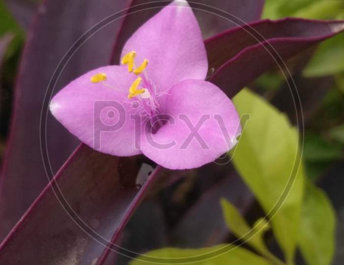 Image of Falwar-QP062081-Picxy