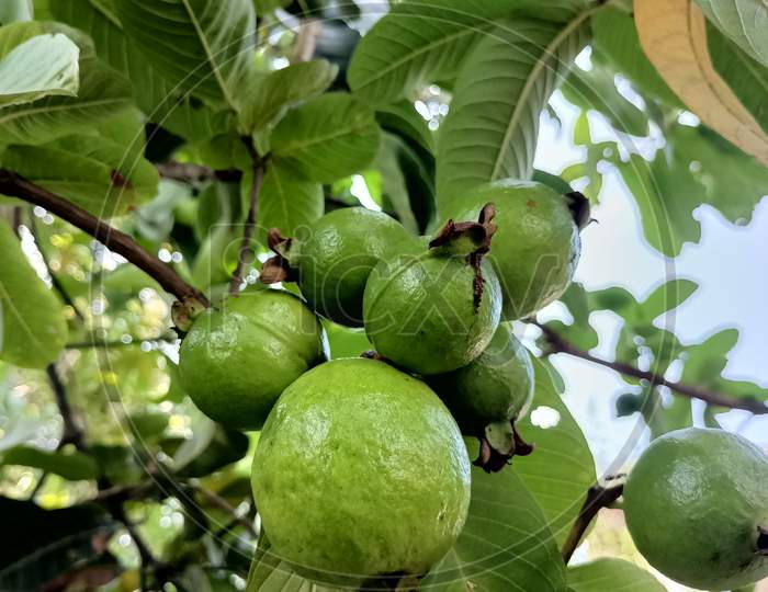 Image of 6 Guavas-PE905222-Picxy