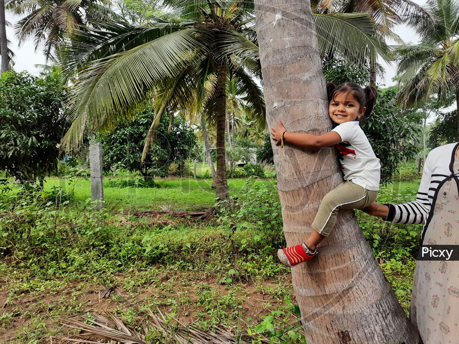 Image of Closeup of Indian Mother and Father helping young Indian Kid to climbing a coconut tree ...