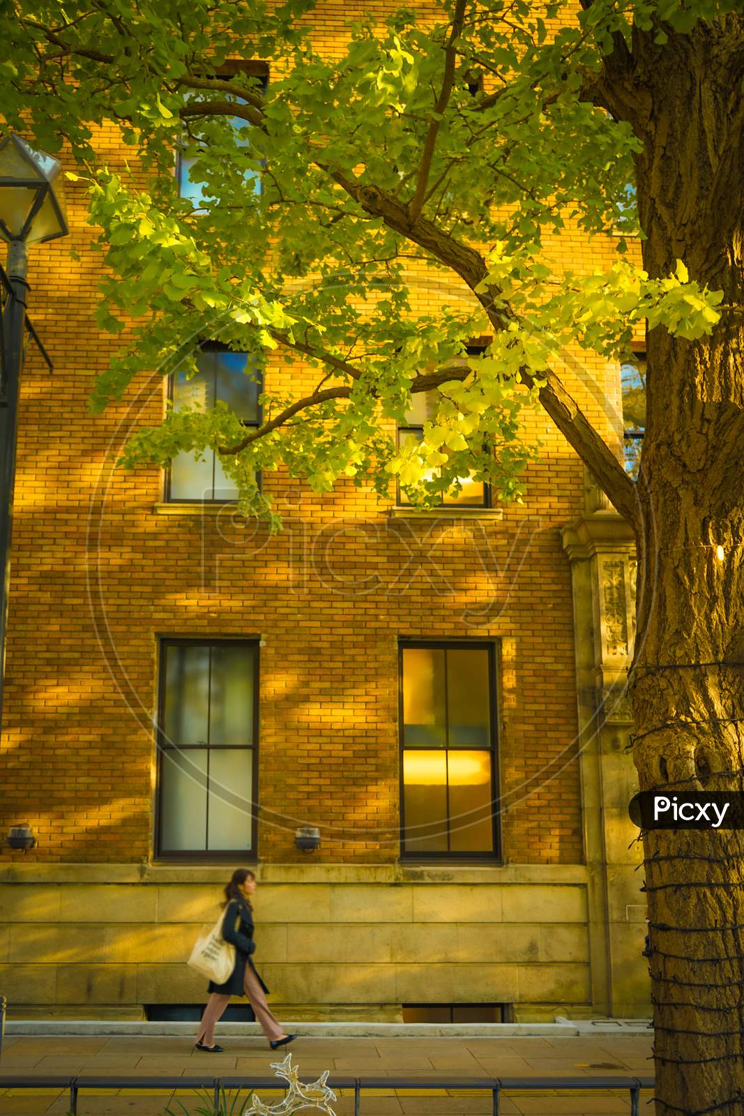 Image of Autumn Leaves Of Yokohama, Japan Boulevard-GA226974-Picxy