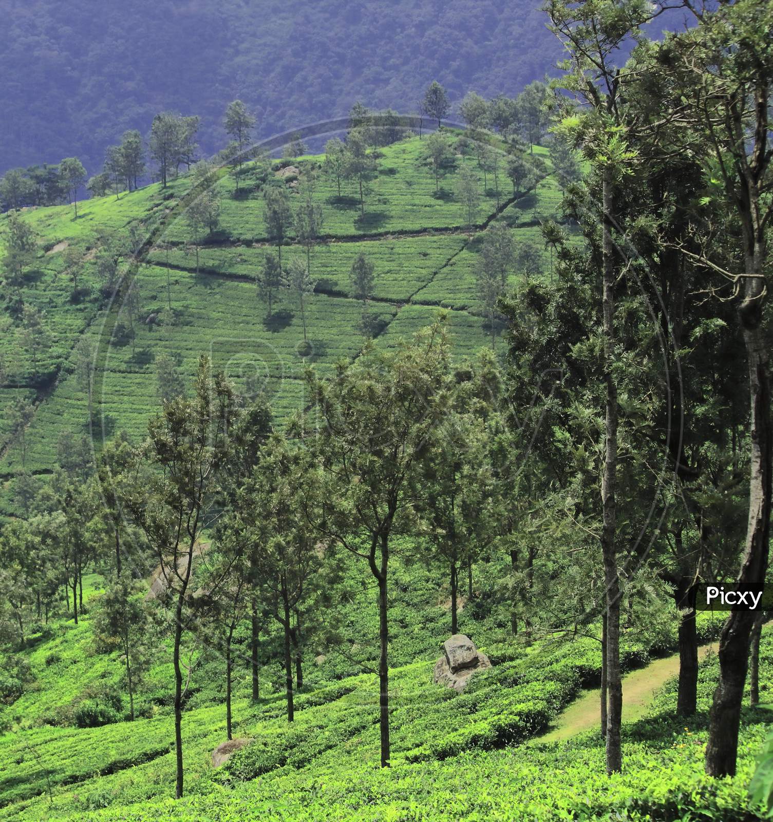 Image of lush green coonoor tea garden on slope of nilgiri mountains at ...