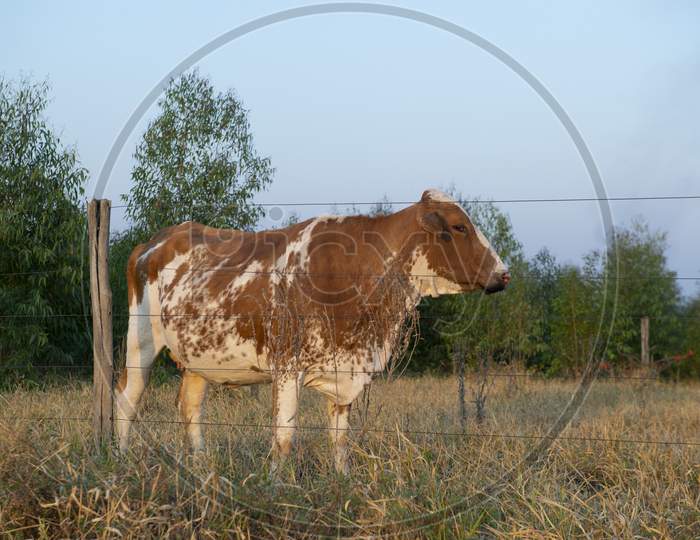 image-of-side-view-of-beautiful-brown-and-white-spotted-dutch-cow
