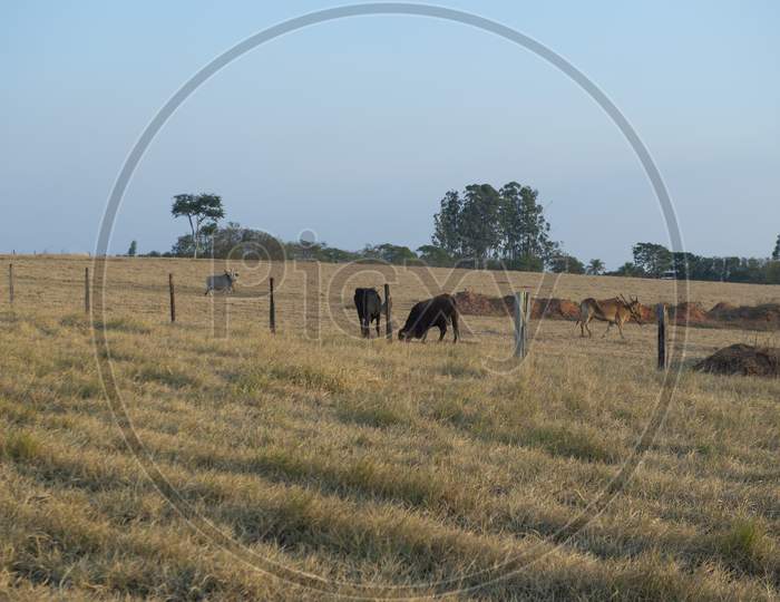 Image of Beef Cattle Grazing On A Hot Day Under Intense Sun And Very ...