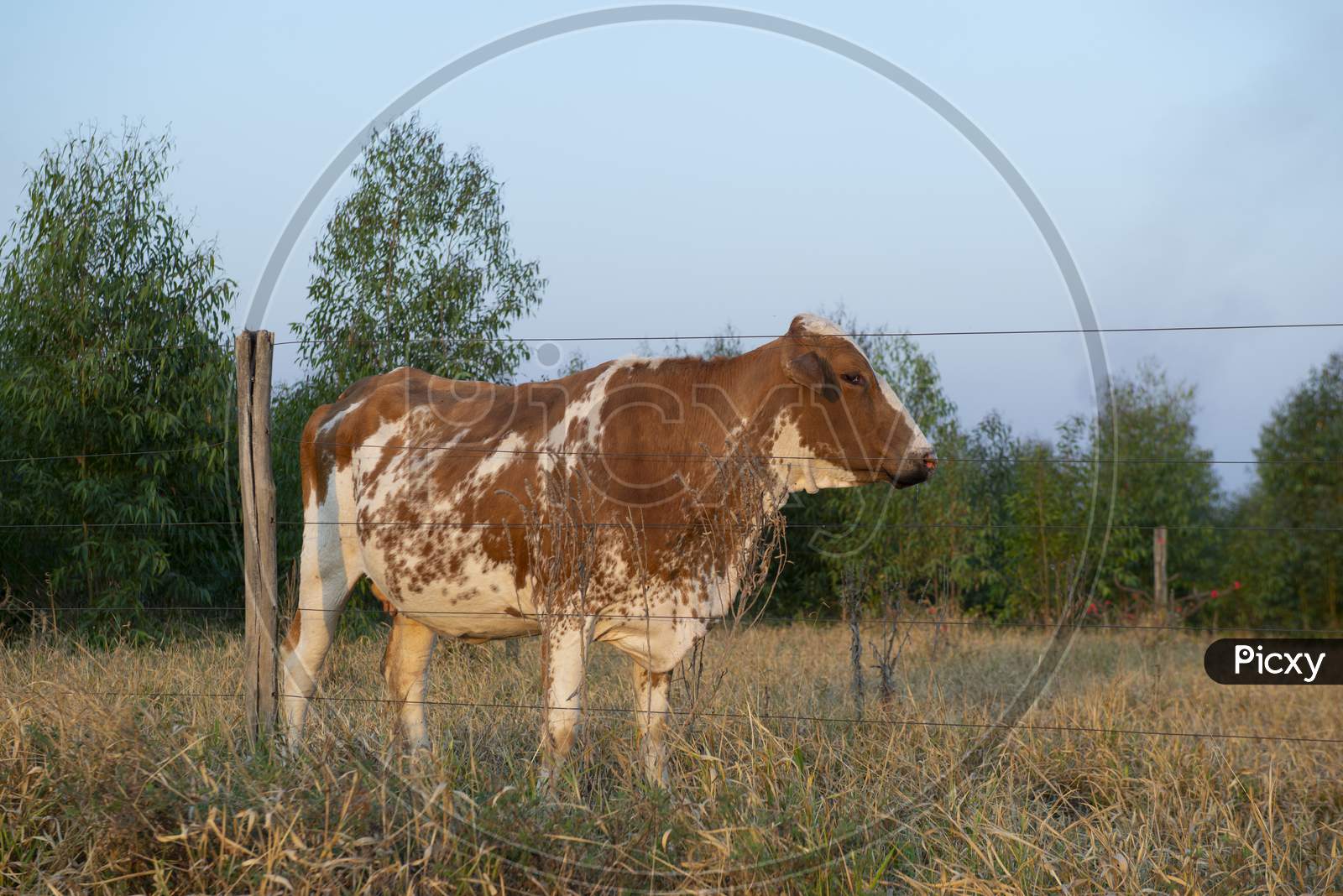 Image of Side View Of Beautiful Brown And White Spotted Dutch Cow ...
