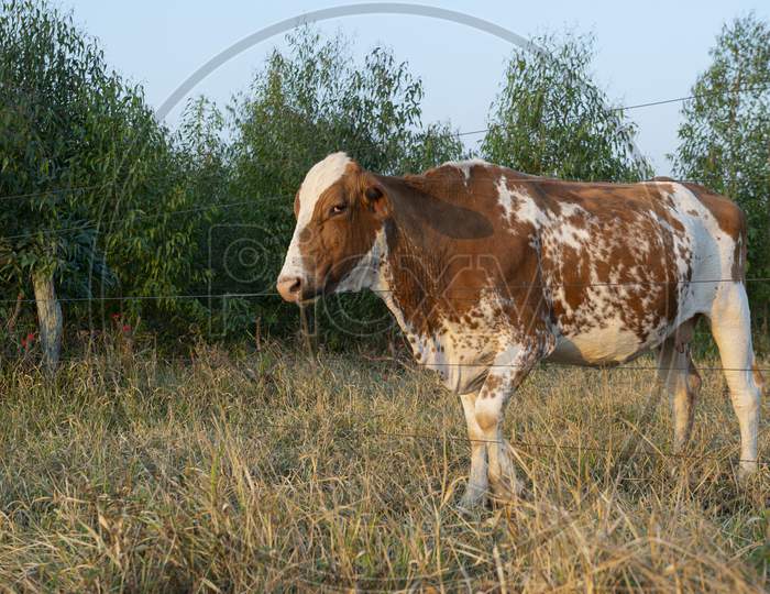 Image of Side View Of Beautiful Brown And White Spotted Dutch Cow ...