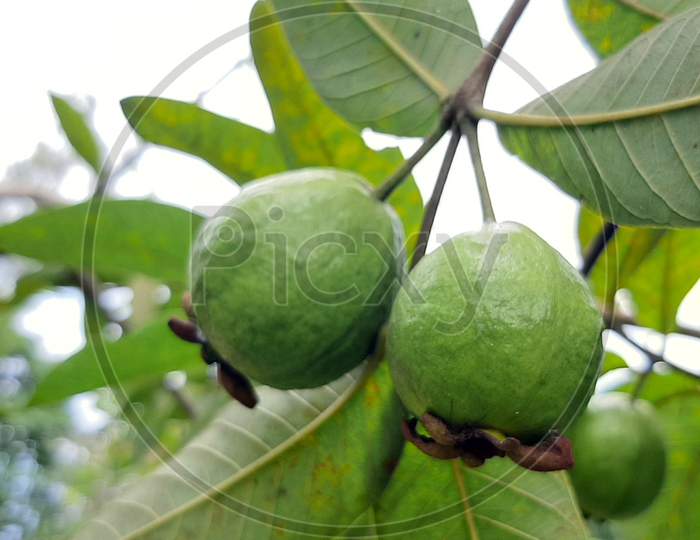 Image of Jamrukh Testy Fresh Healthy Tree And Food Green Pata-LK674949 ...