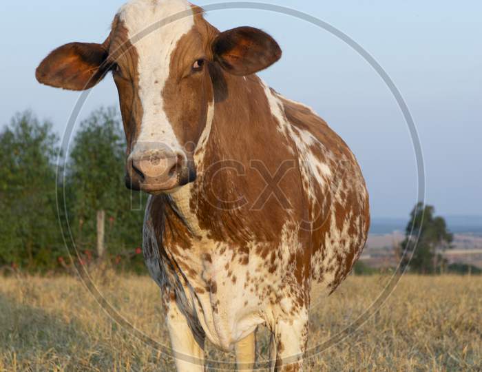 Image of Front View Of A Beautiful Brown And White Spotted Dutch Cow ...