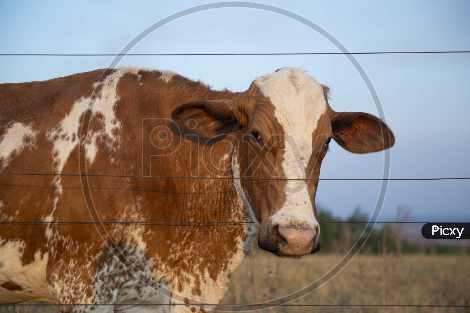 Image of Side View Of Beautiful Brown And White Spotted Dutch Cow ...