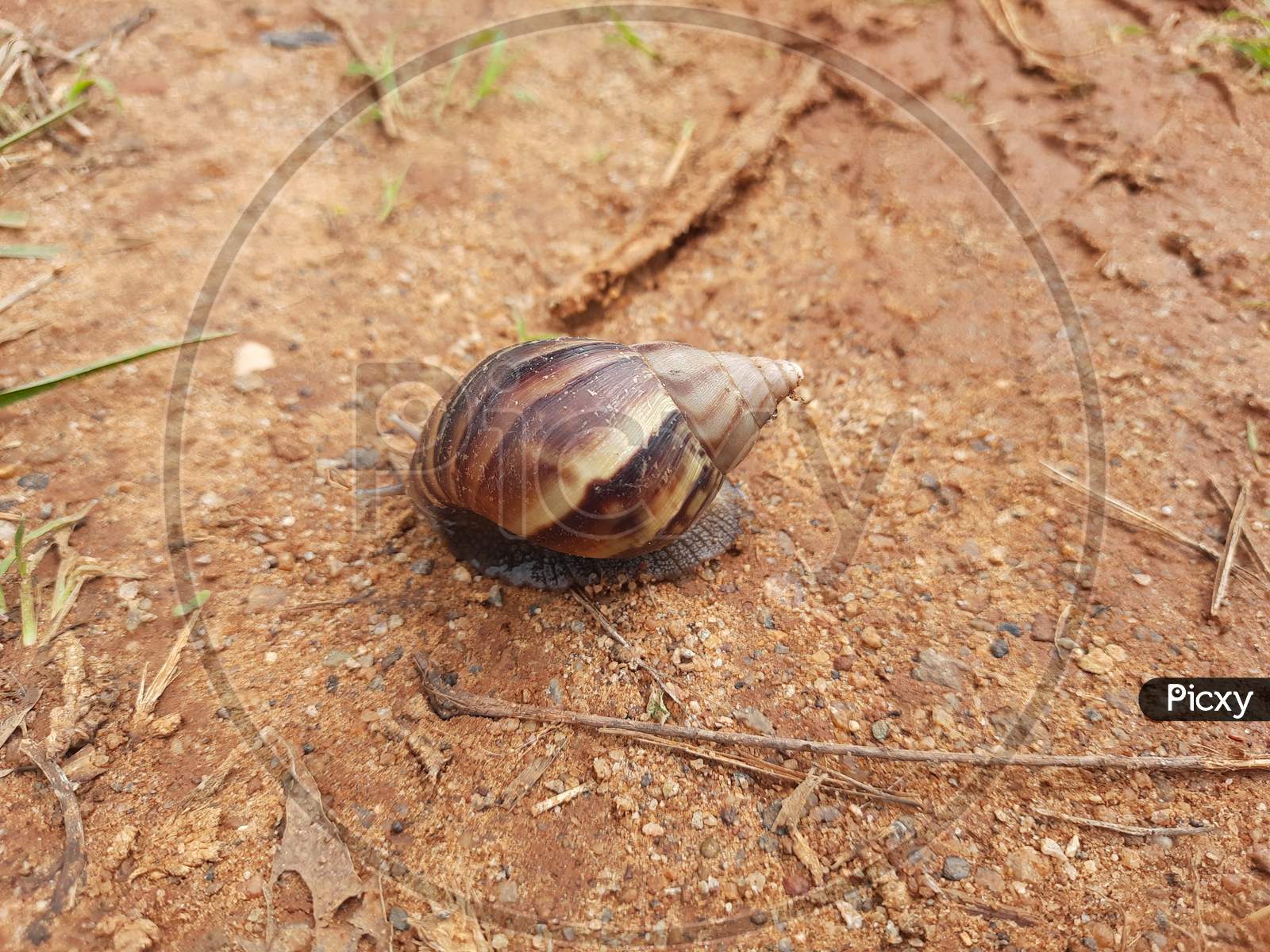 Image of Beautiful Conch Worm Snails Shell Snail Houses Army Line ...