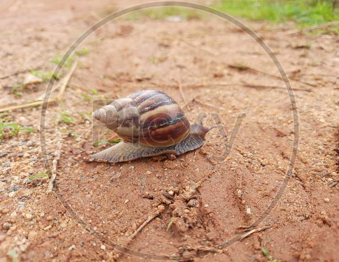 Image of Beautiful Conch Worm Snails Shell Snail Houses Army Line ...