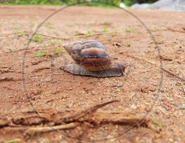 Image of Beautiful Conch Worm Snails Shell Snail Houses Army Line ...